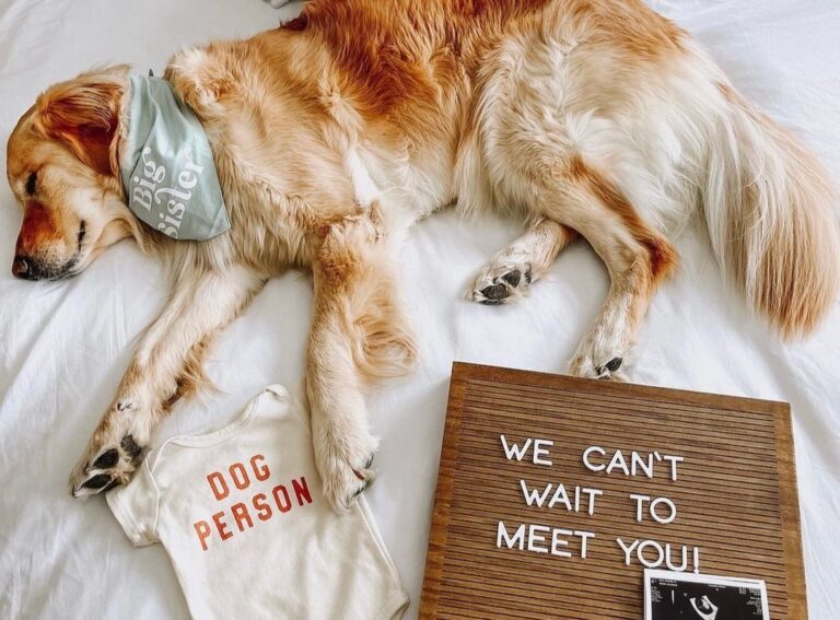17+ Adorable Ideas For A Pregnancy Announcement With Dogs (& TIPS ...